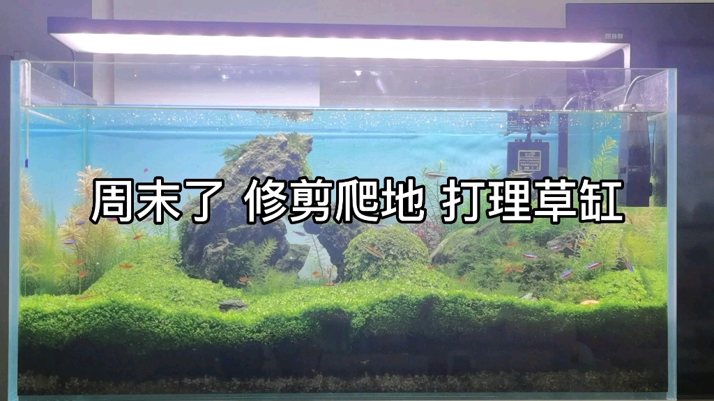 打理草缸修剪爬地矮珍珠