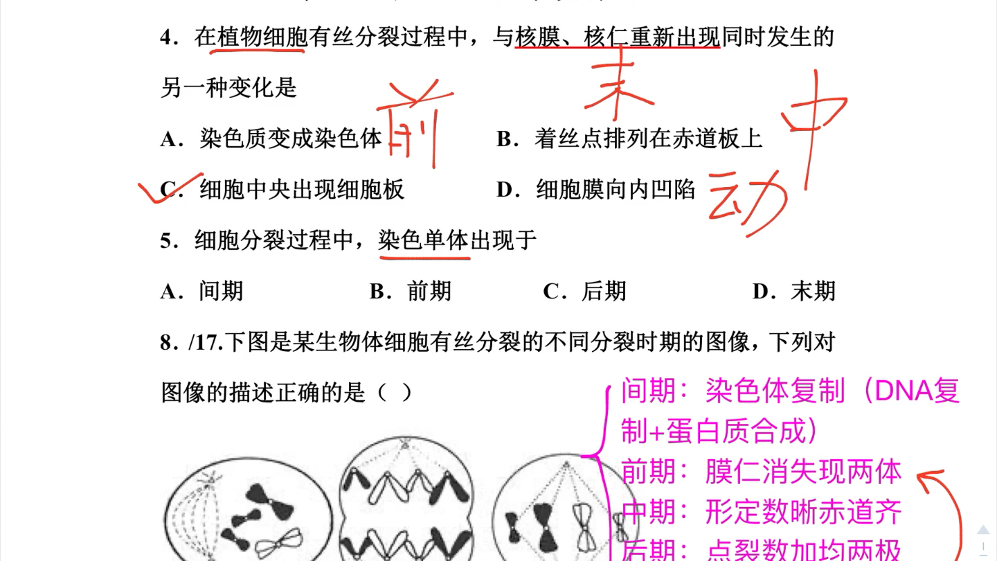 有丝分裂过程答疑