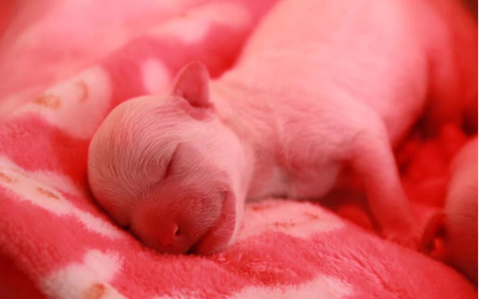 Vlog.5 比熊从怀孕到出生到四个月全过程|萌宠成长记录|新手 备孕 看过来