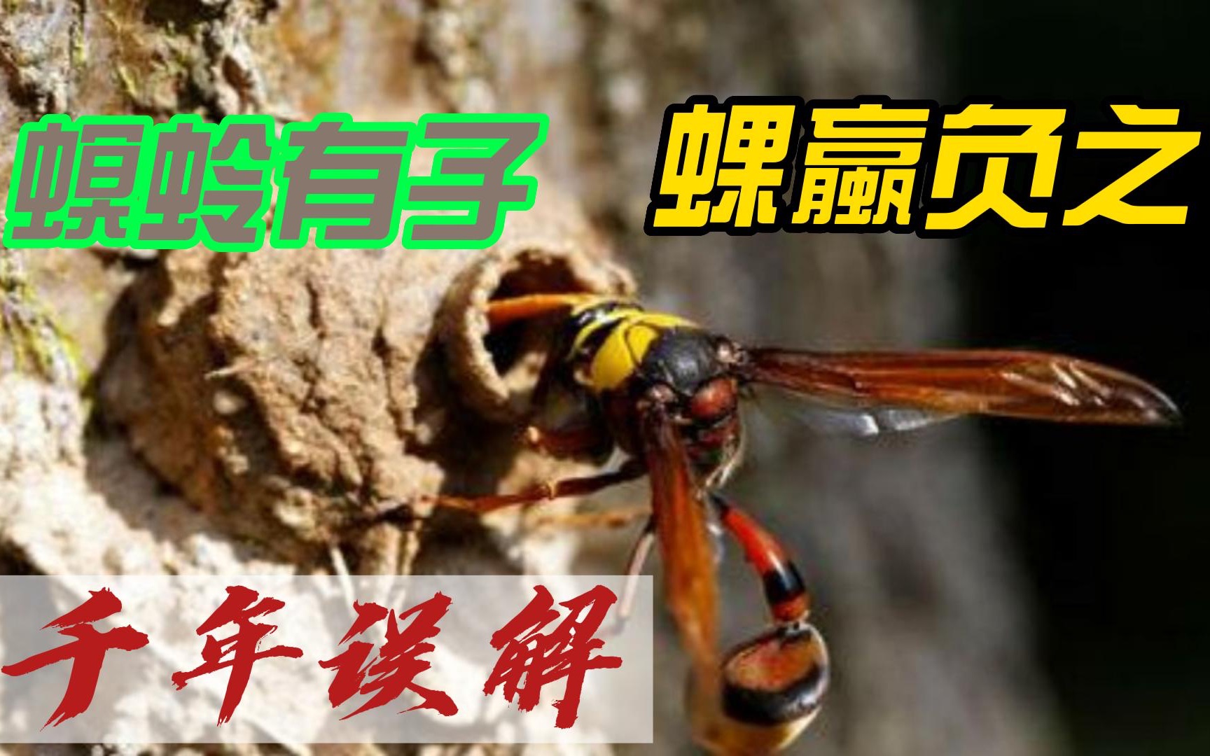螟蛉和蜾贏——被误解了上千年的种间关系