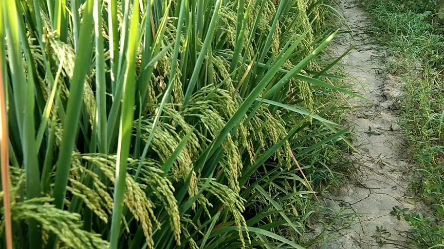 八月里,田园里的稻谷弯腰了,这意味着稻谷走向成熟阶段!