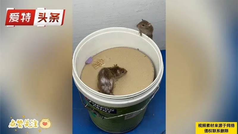 这捕鼠器简直绝了,一捕一个准!