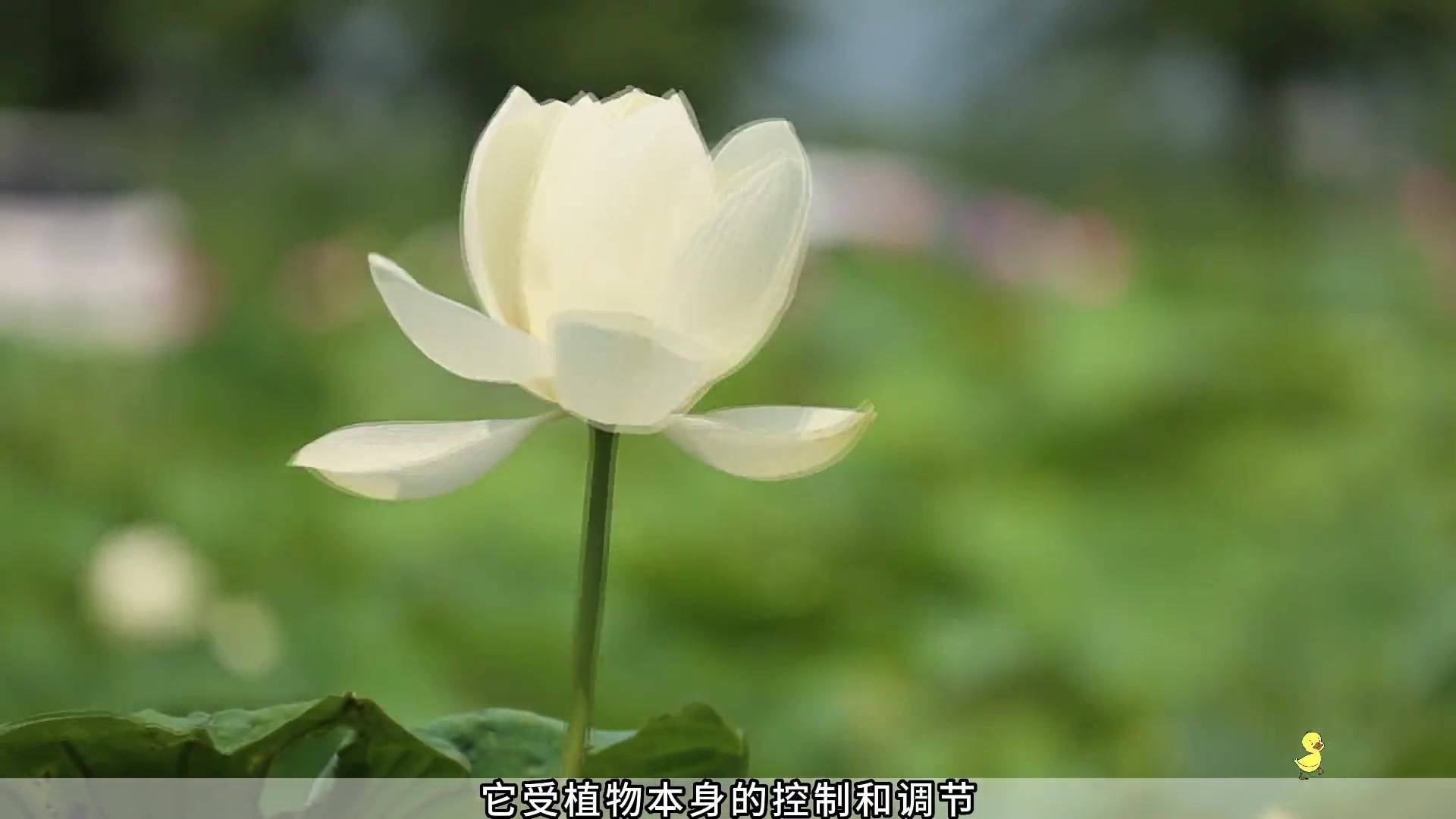 蒸腾作用对于植物的意义!