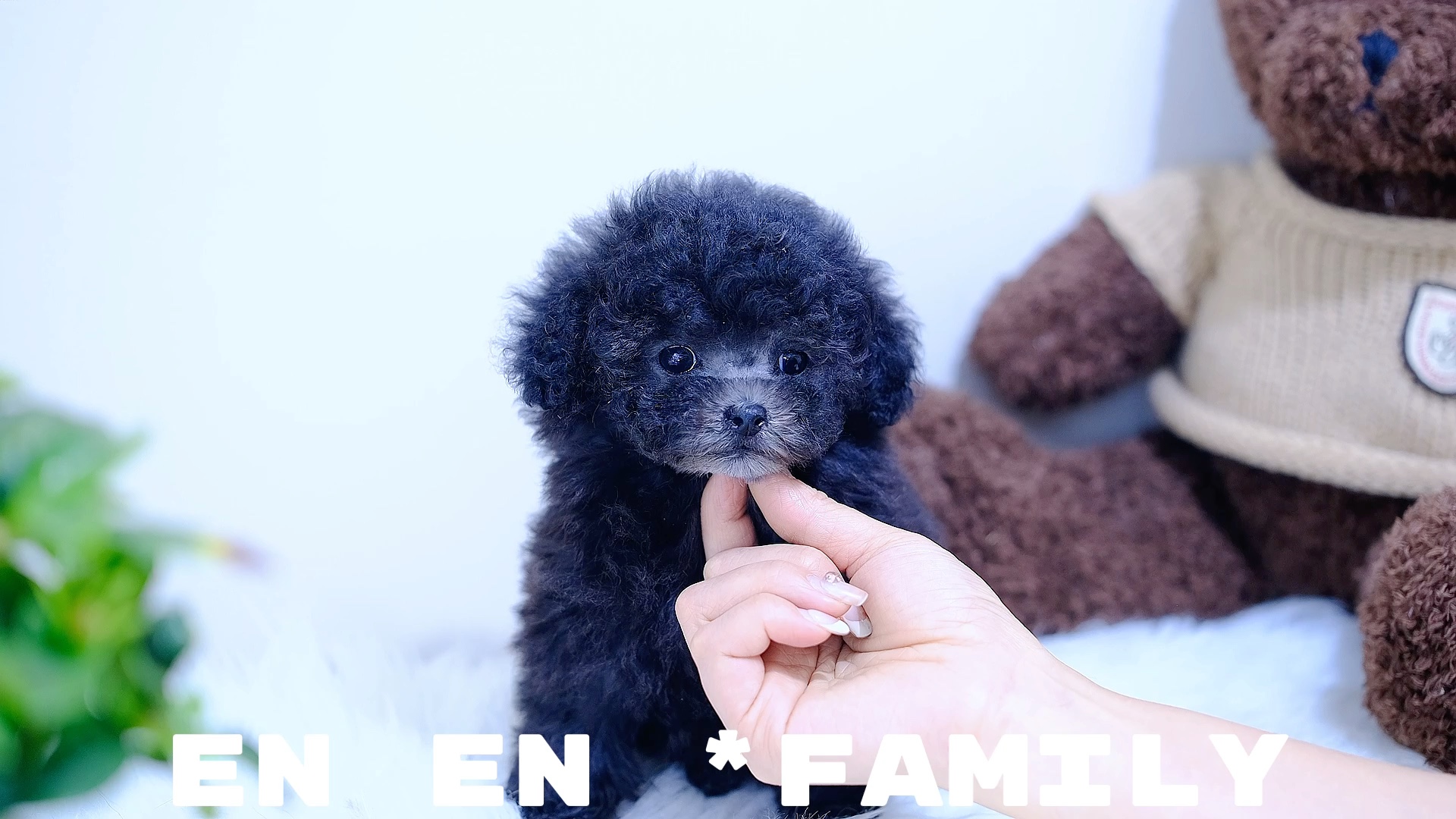 ...泰迪 #灰色泰迪 #泰迪价格 #杭州恩恩家宠物 #杭州宠物美容师培训