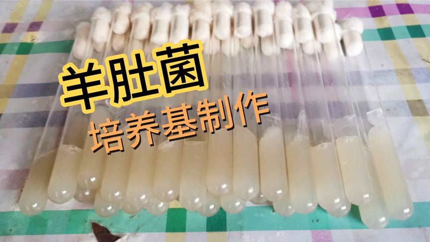 羊肚菌试管培养基怎么做?小伙分享制作方法,简单易学一看就会
