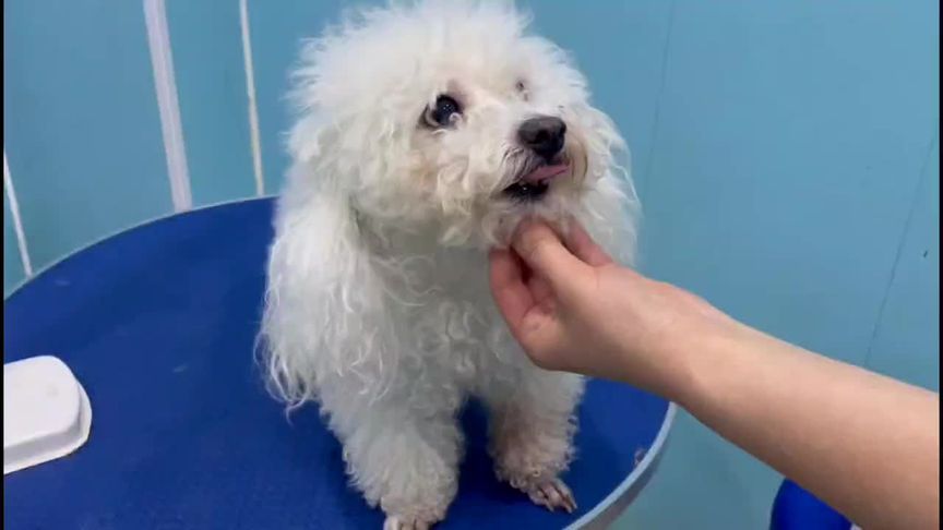 教大家如何在家给狗狗洗澡#家有萌宠 #宠物洗澡 #宠物美容