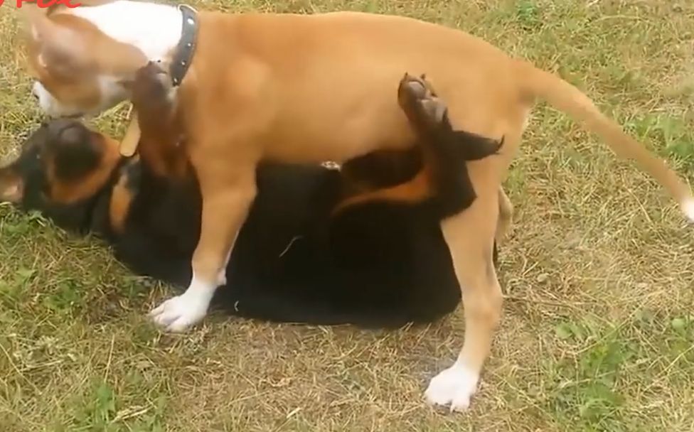 狗狗到了发情期不注意护理简直太可怕了,主人都脸红了