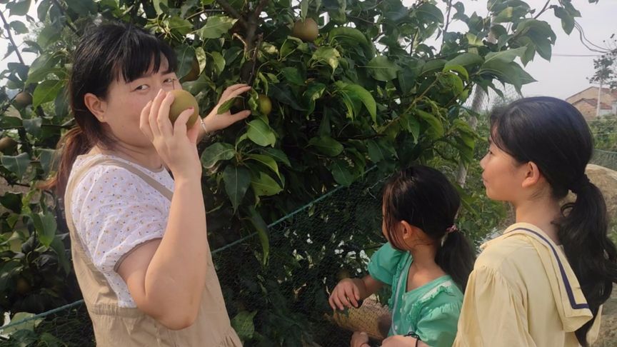 梨子成熟了!清甜可口!