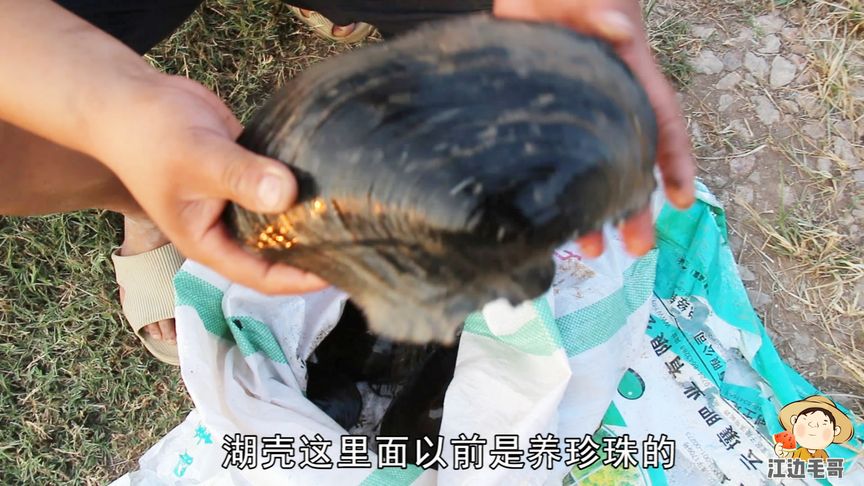 农村小哥摸蚌壳炒着吃,巴掌大的蚌壳里面还有没有珍珠?