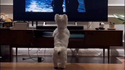 调皮主人关掉电视,狗狗表情超搞笑!