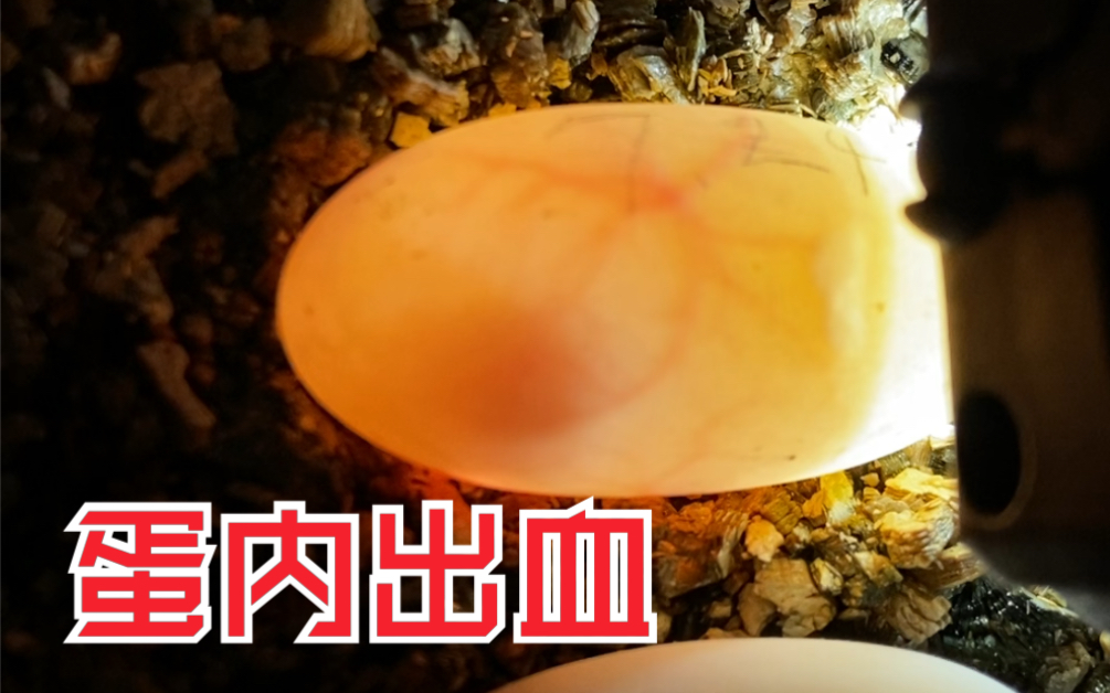 【草龟蛋】刚刚那只毛细血管破裂的蛋,可以看见胎动,之后要每天自习...