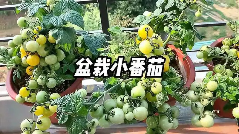 在家盆栽矮生小番茄,方法很简单,好看又好吃