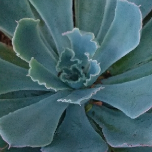 遍地落花飞 