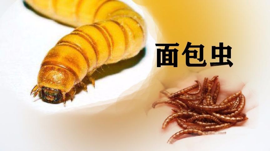显微镜下的面包虫,放大500倍后,像极了膨化食品