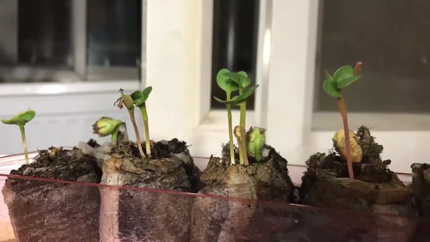 24小时的延时摄影拍摄萝卜种子发芽生长的过程,静心感受万物生长