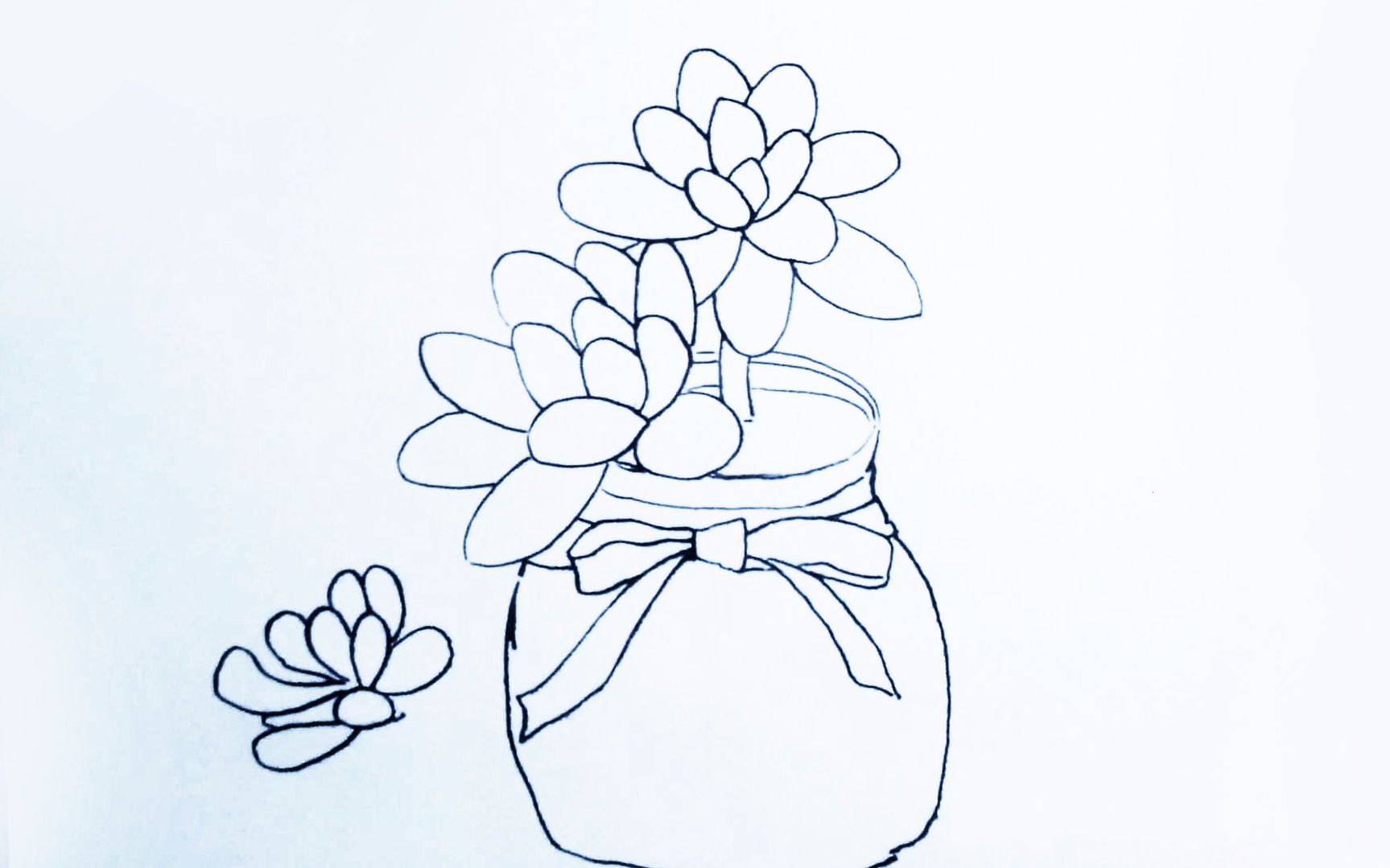 钢笔白描学习,多肉,入门教程