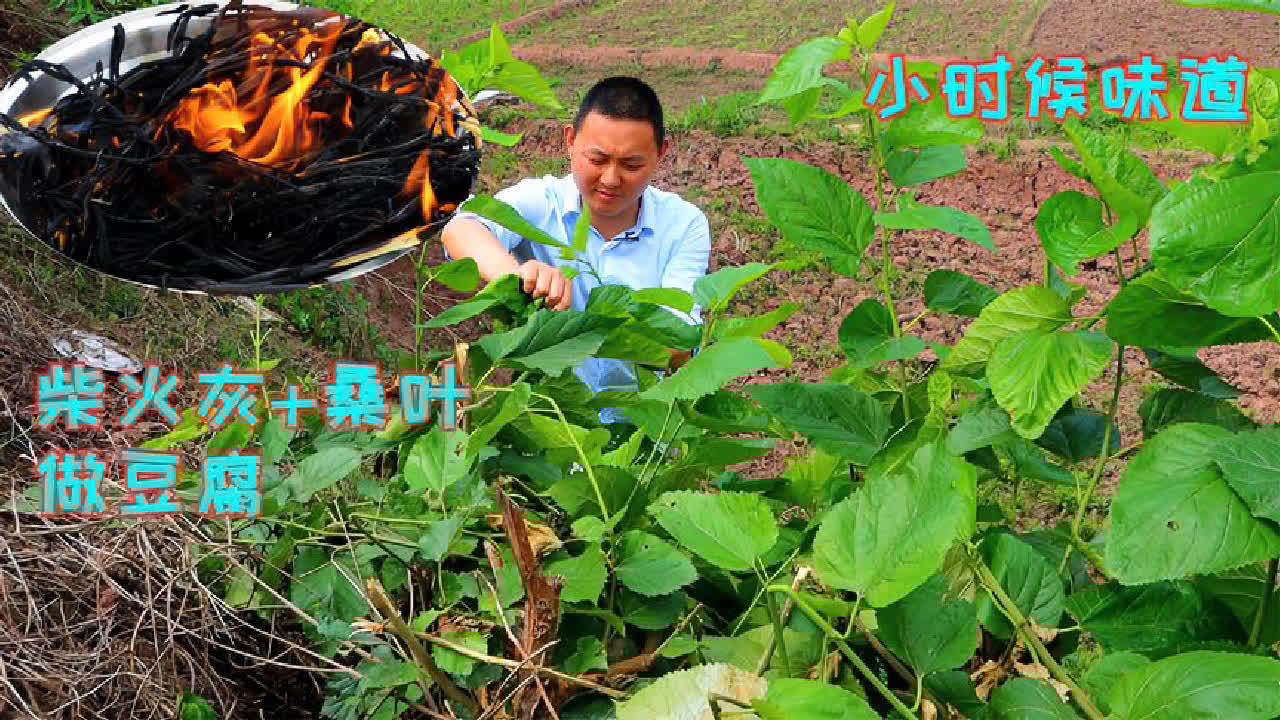四川人小时候吃过的桑叶豆腐,柴火灰加桑叶制作,现在基本失传了