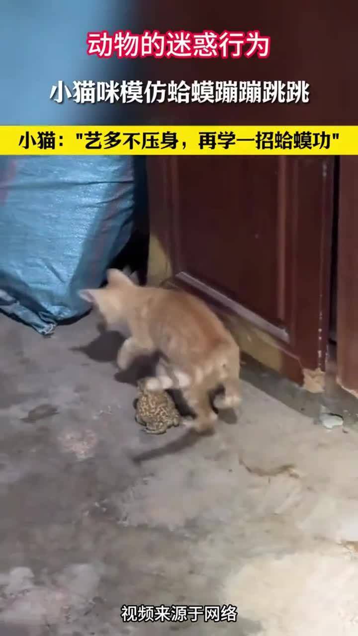 动物迷惑行为:小猫咪竟模仿蛤蟆蹦蹦跳跳