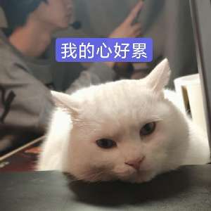 喵喵浮浮 