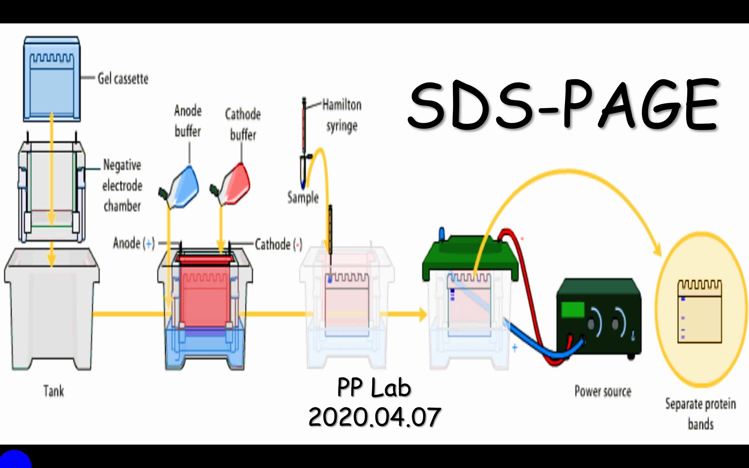 【SDS-PAGE 】实验原理、操作流程、注意事项、FAQ、思考题,各...