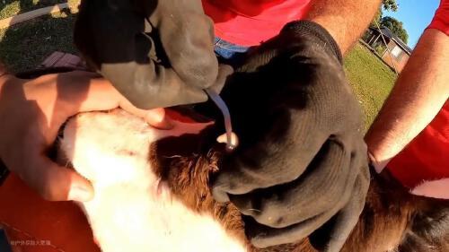 可怜的山羊被马蝇幼虫寄生,从他的脑袋中拔出了五条饱满多汁的马营...