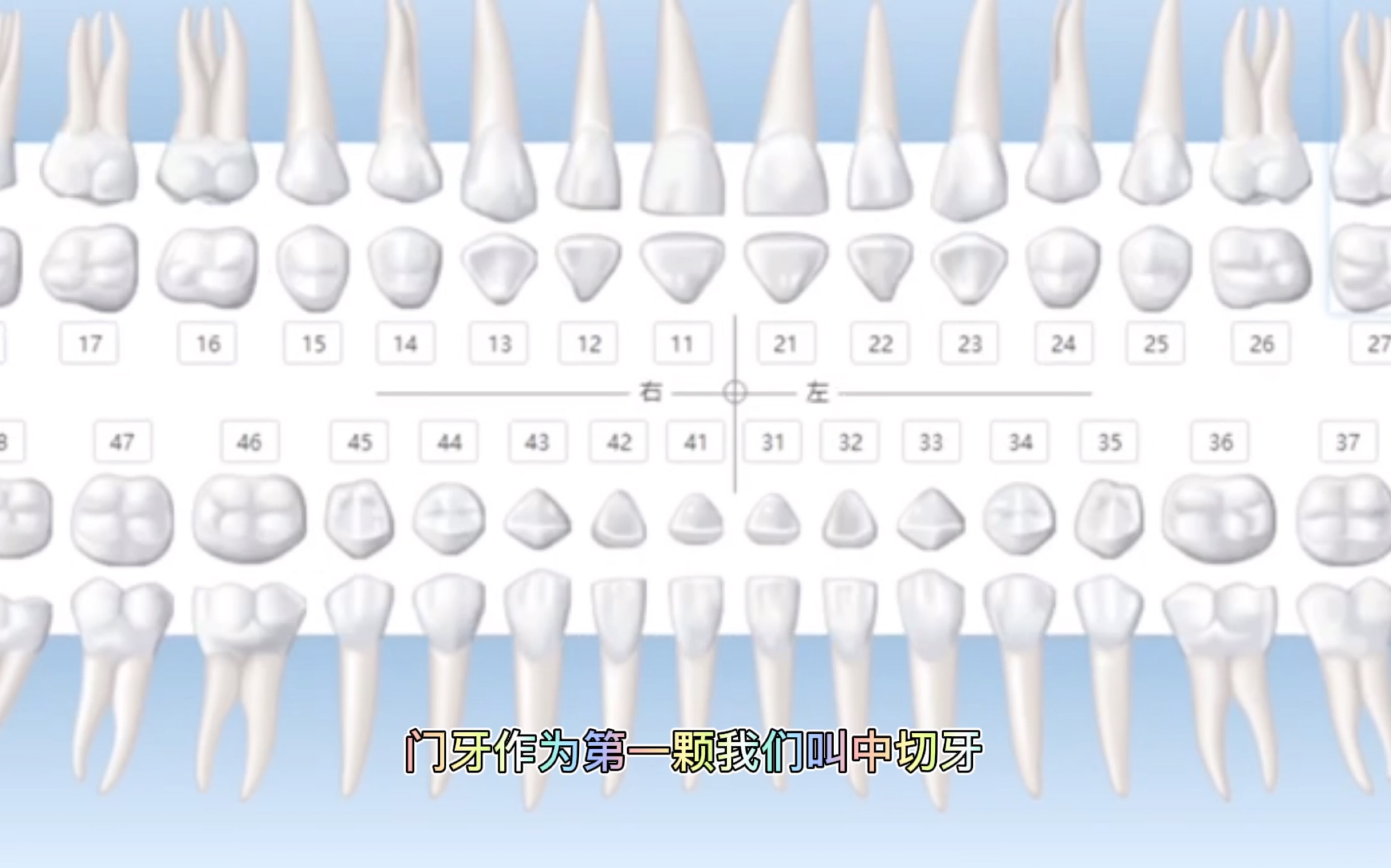 口腔中牙齿位置的标记图