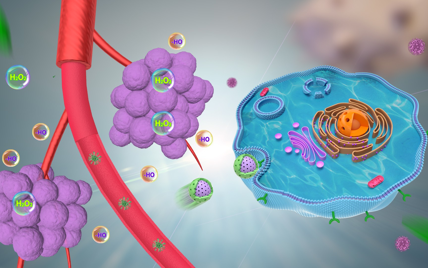 科研绘图–细胞剖面图绘制