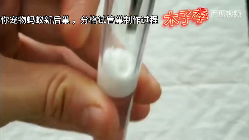 宠物蚂蚁新后巢 ,分格试管巢制作过程