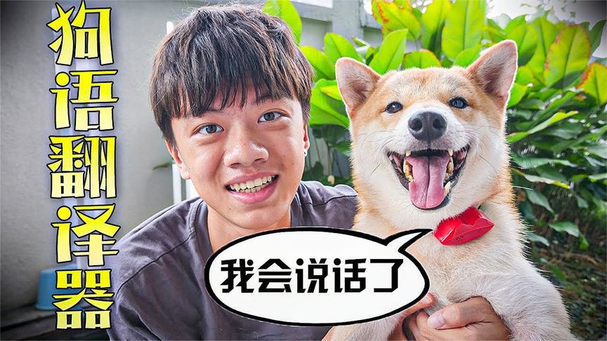 狗狗竟然会说话了,给狗狗带上狗语翻译器