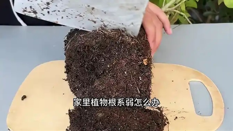 家里植物根系弱怎么办?