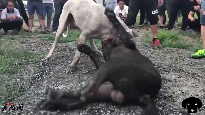斗狗比赛:中亚对战比特犬,比特犬差点被中亚咬死,太凶了