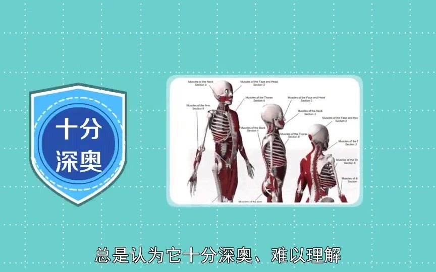 3d人体解剖图-瞬间读懂人体解剖学