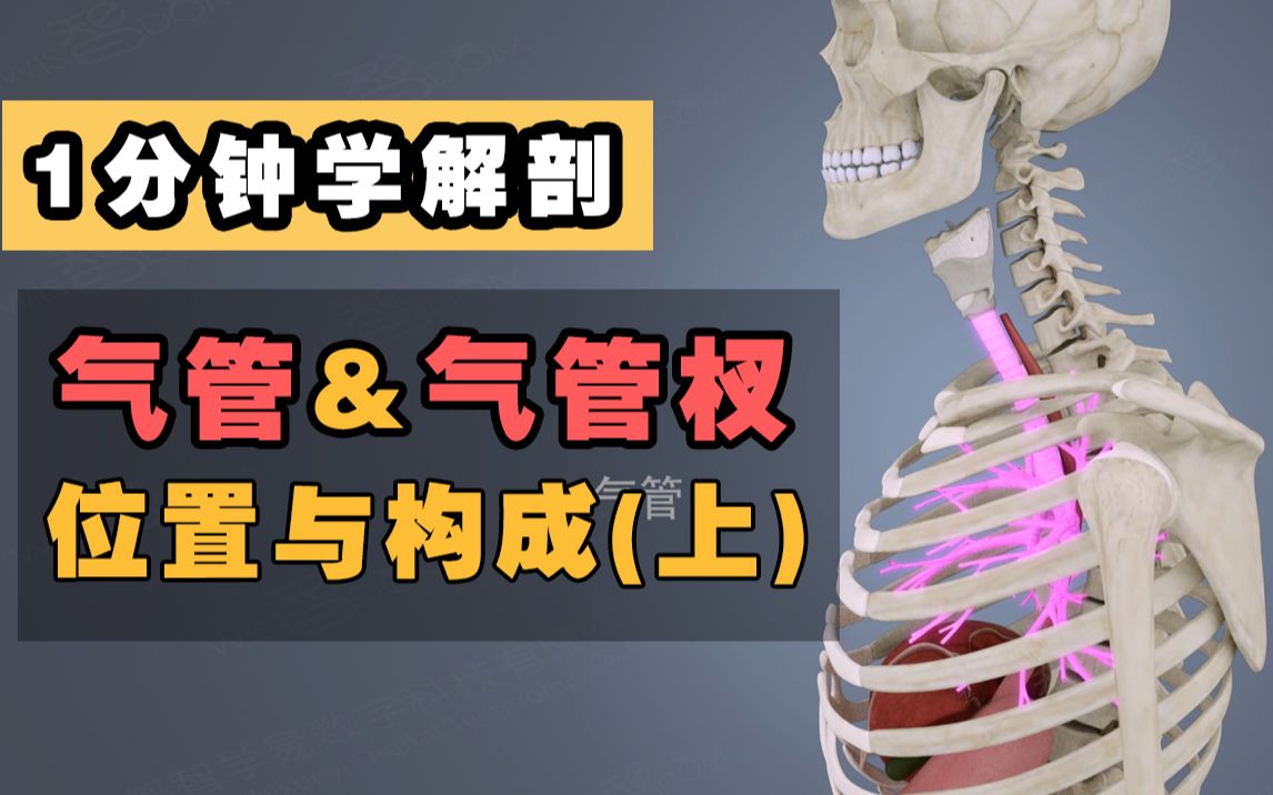 【1分钟学解剖】呼吸系统 气管(上)重中之重!每日一看,牢固记忆。