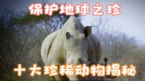 保护地球之珍:十大珍稀动物揭秘
