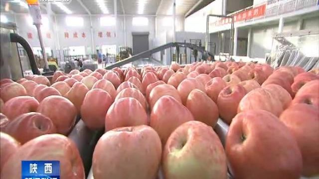 陕西:扎实推进特色现代农业建设 加快推动农业强农村美农民富