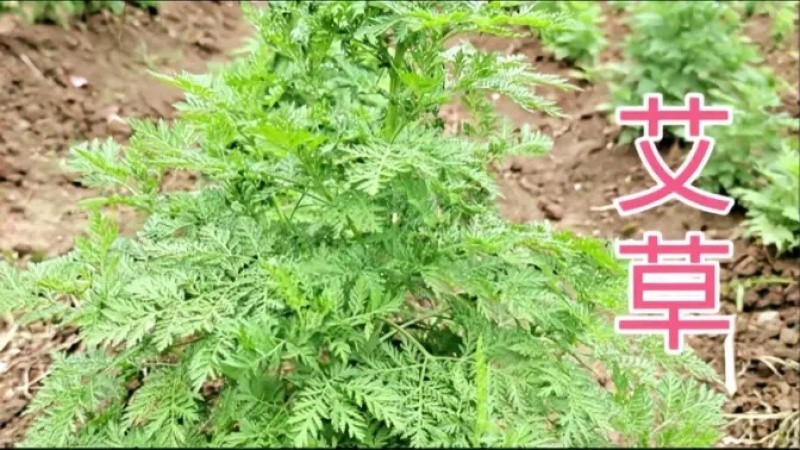 艾草,我们经常看见,但是你知道它有什么用处吗?