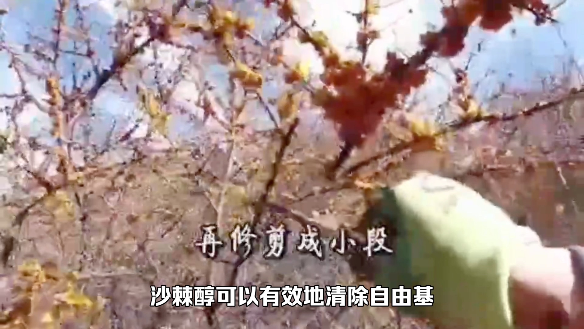 野沙棘原浆的有什么作用和营养