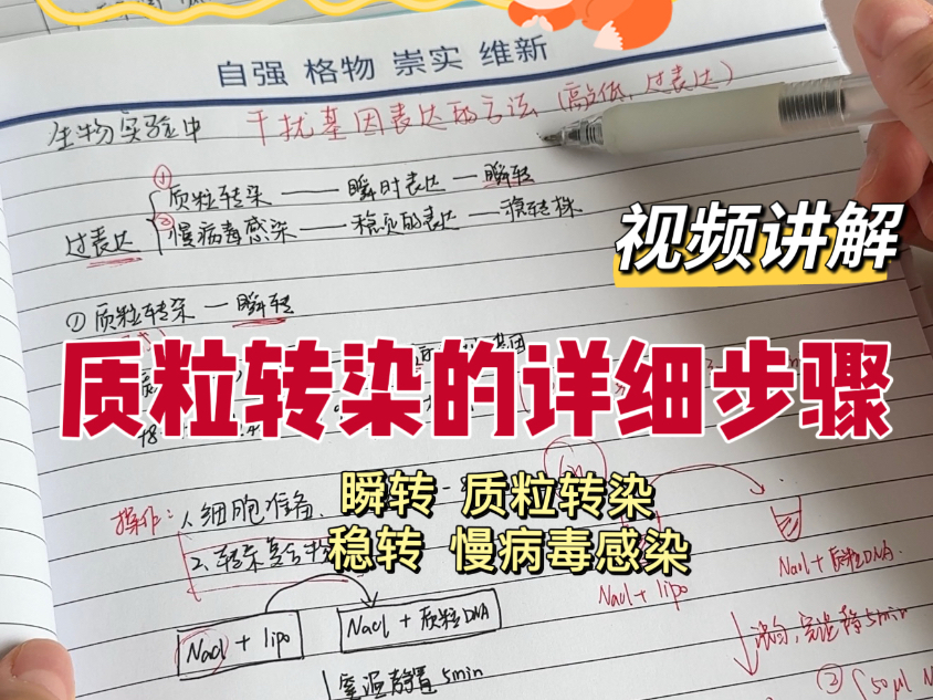 质粒构建ߓ�|瞬时转染操作步骤及计算方法✅