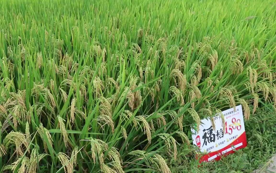 佳一福稻1588正宗高产水稻种子高产高抗性杂交水稻种子