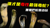 谁才是毒性最强的毒蛇,黑曼巴蛇都得靠边站,世界十大毒蛇排行
