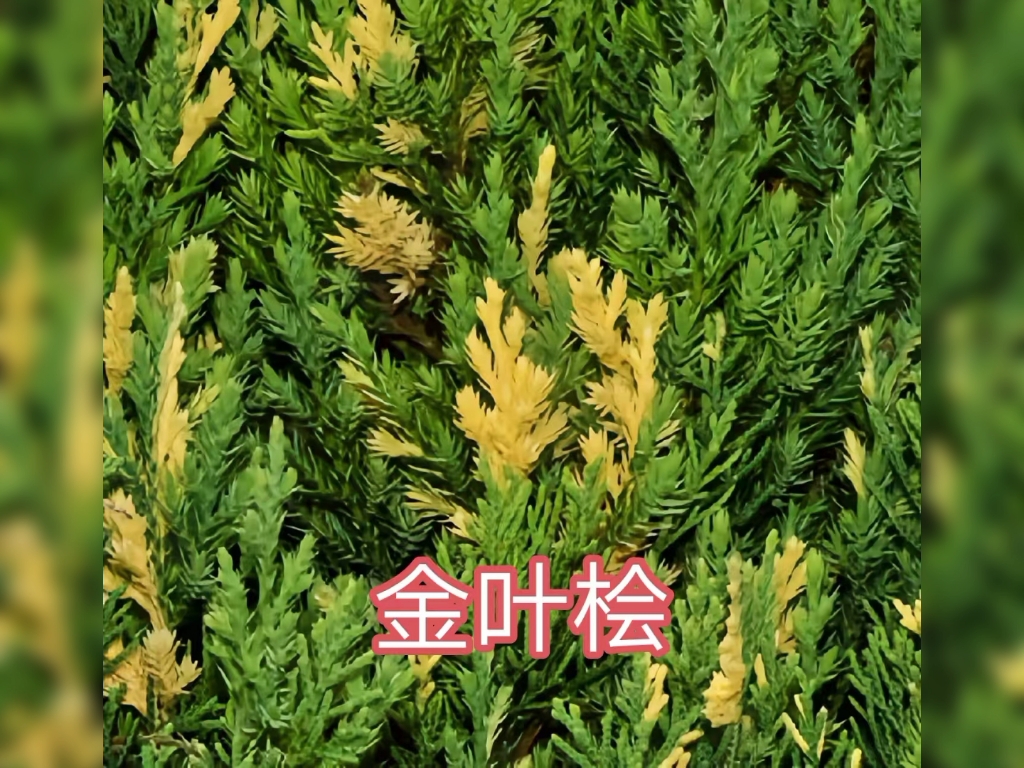 柏科植物