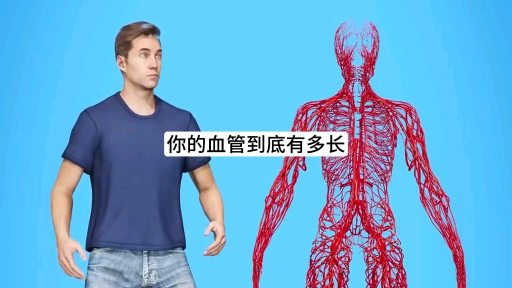 你全身的血管到底有多长#知识科普 #血管 #人体