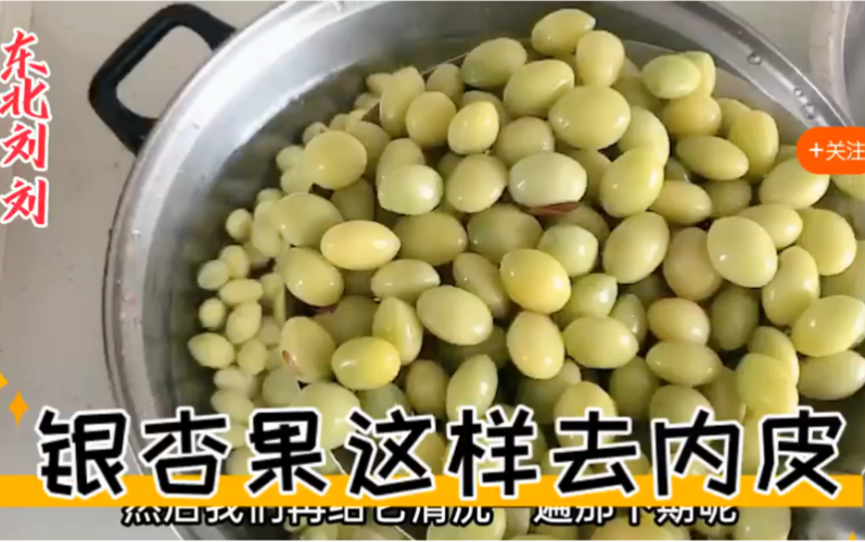 银杏果去内皮儿有妙招,刘刘分分钟搞定,来瞧瞧