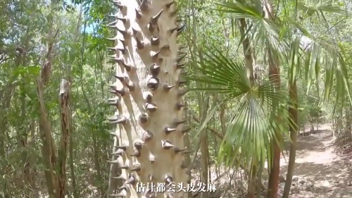 你知道世界上最毒的植物都有哪些