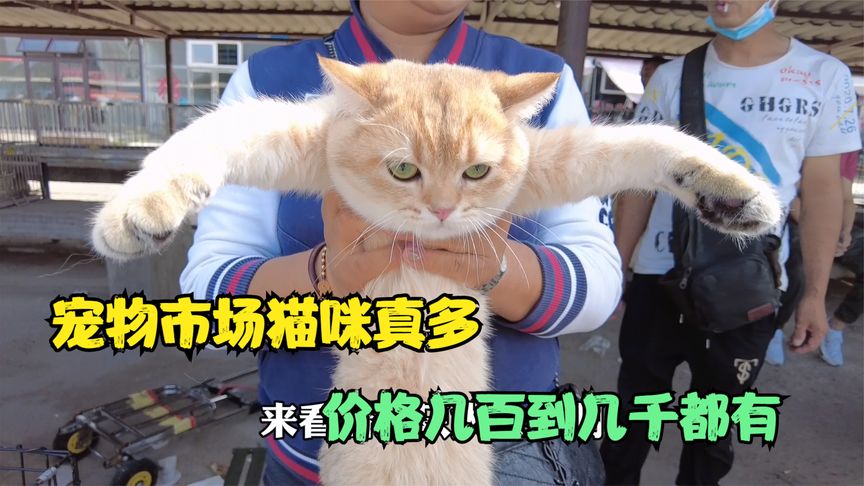 宠物市场猫咪品种真多, 价格几百到几千都有,为啥差别这么大呢