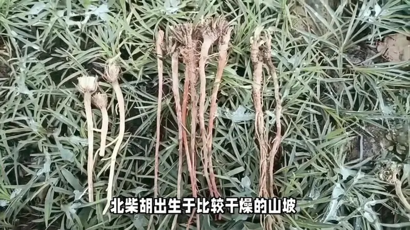 柴胡的产地分布,柴胡的产地环境