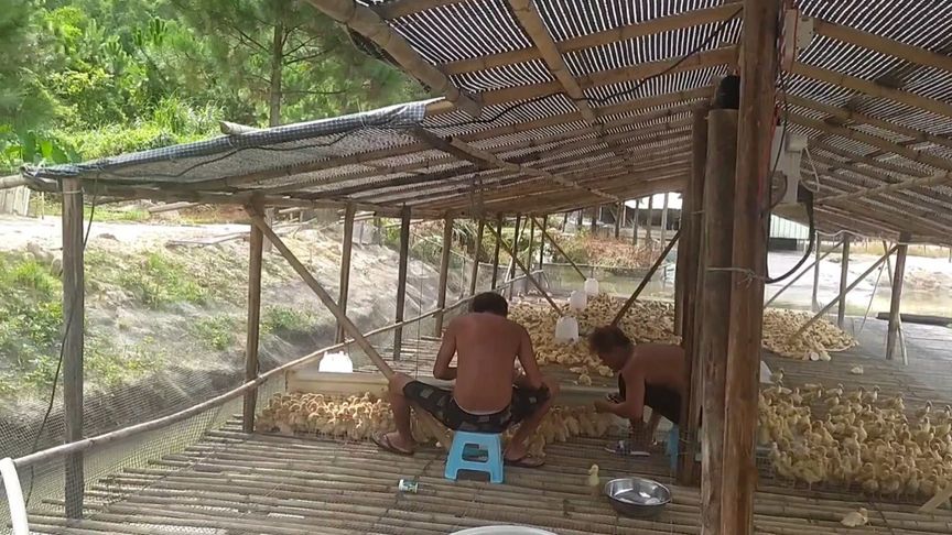 完整记录鸭子成长周期,第5天