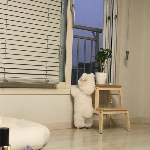 一支蘑菇精 