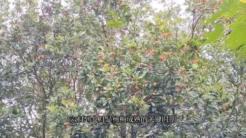 杨梅成熟期农药使用指南,安全又高产!