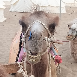 不爱东坡肉的苏小妹 